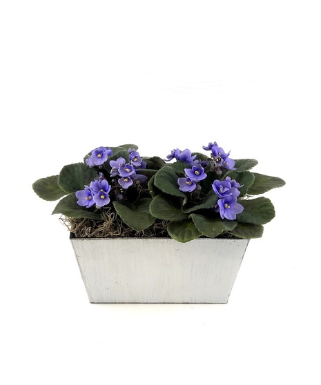 Dish Gardens & Planters | Phoenix Flower Shops | Same Day Delivery